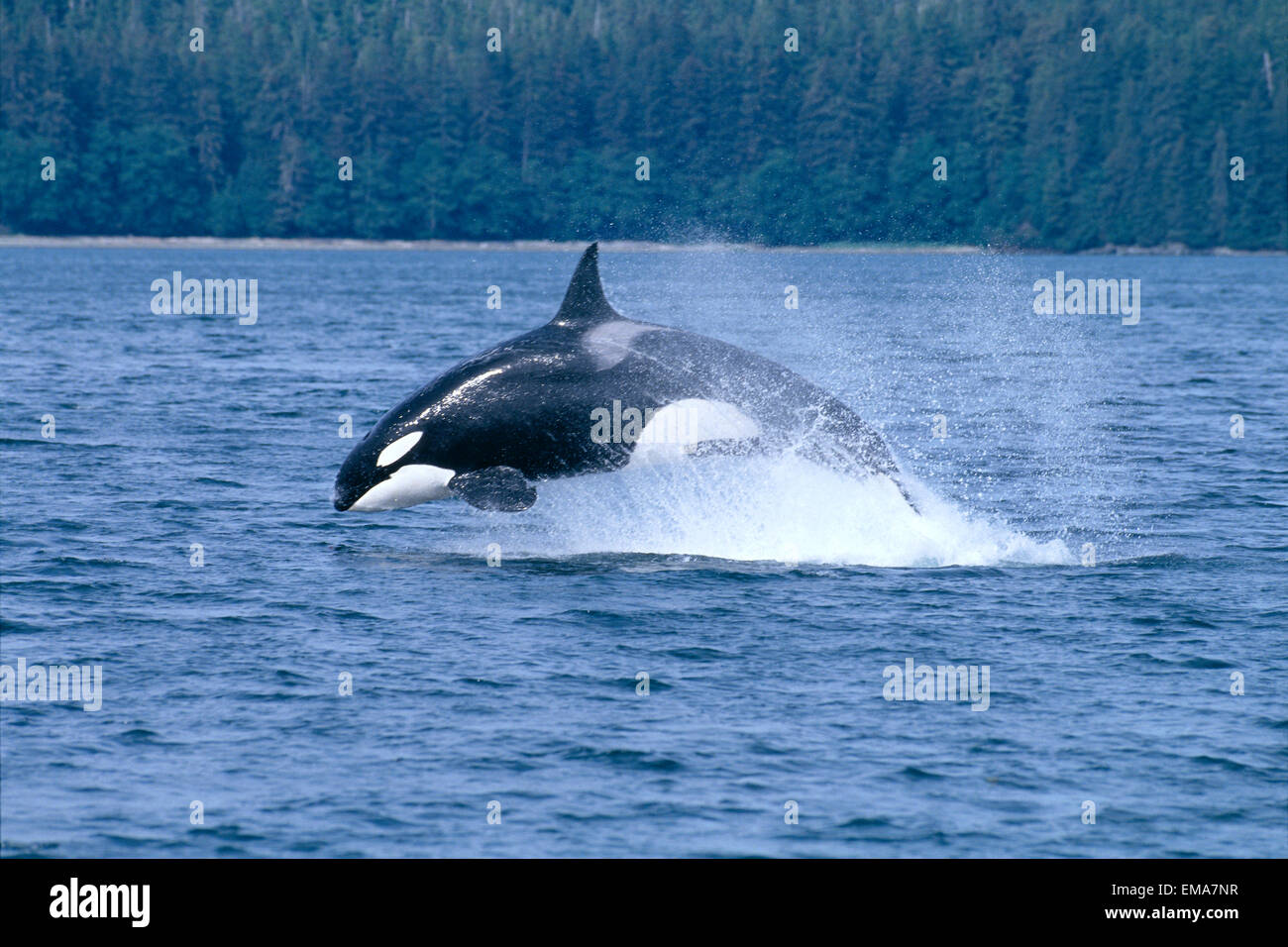 Alaska, Chichagof Island, Cross Sound, Orca (Orcinus Orca) Side View ...