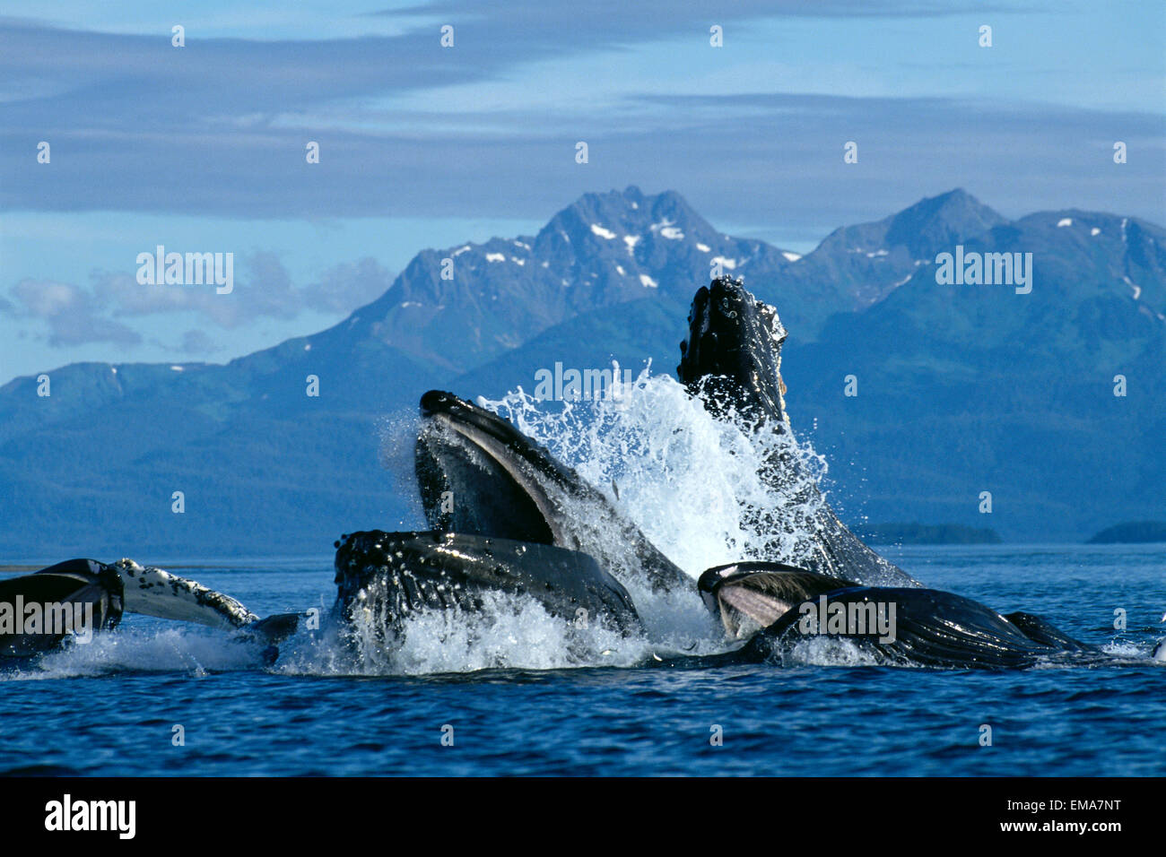 Alaska, Humpback Whale (Megaptera Novaeangliae) Lunge Feeding / Bubble ...