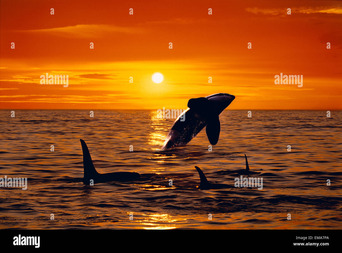 Digital orca sunset hi-res stock photography and images - Alamy