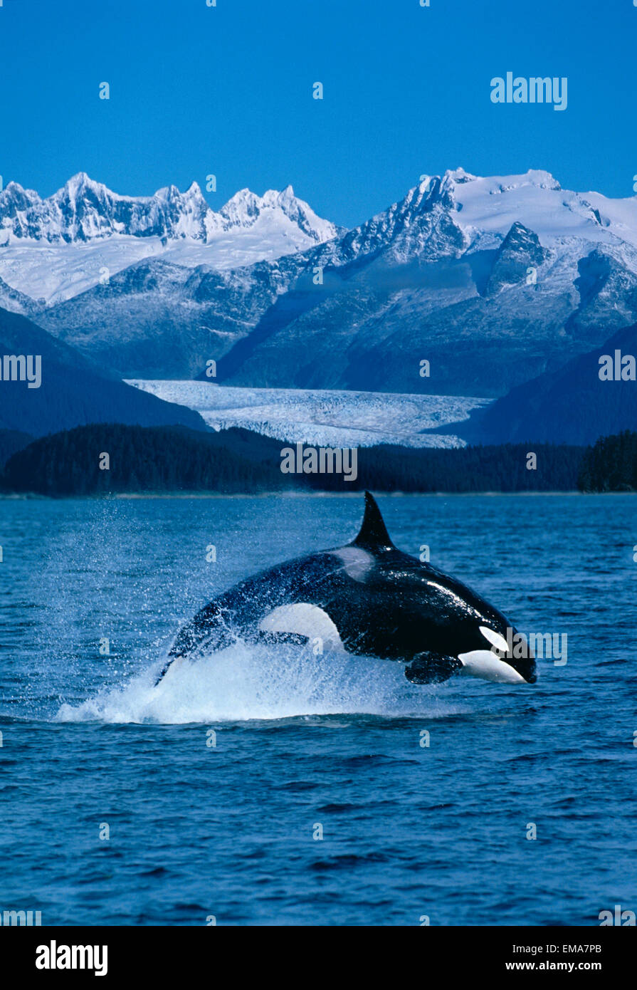 [Dc] Alaska, Mendenhall Towers Orca Breaches (Orcinus Orca) Snowcapped ...