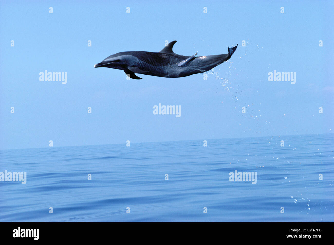 Hawaii, Dolphin Airborne Over Calm Ocean, Ramora Attached To Side C1996 ...