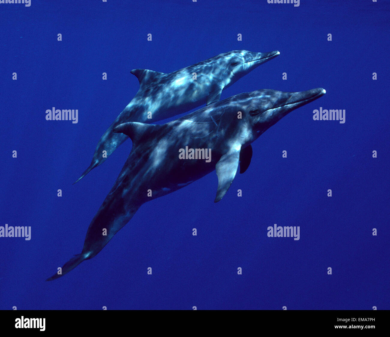 Hawaii, Big Island, Roughtooth Dolphin, Pair Near Surface (Steno ...