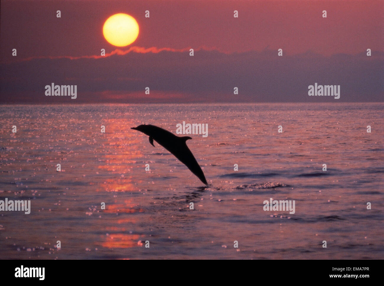 Dolphins Sunset Purple