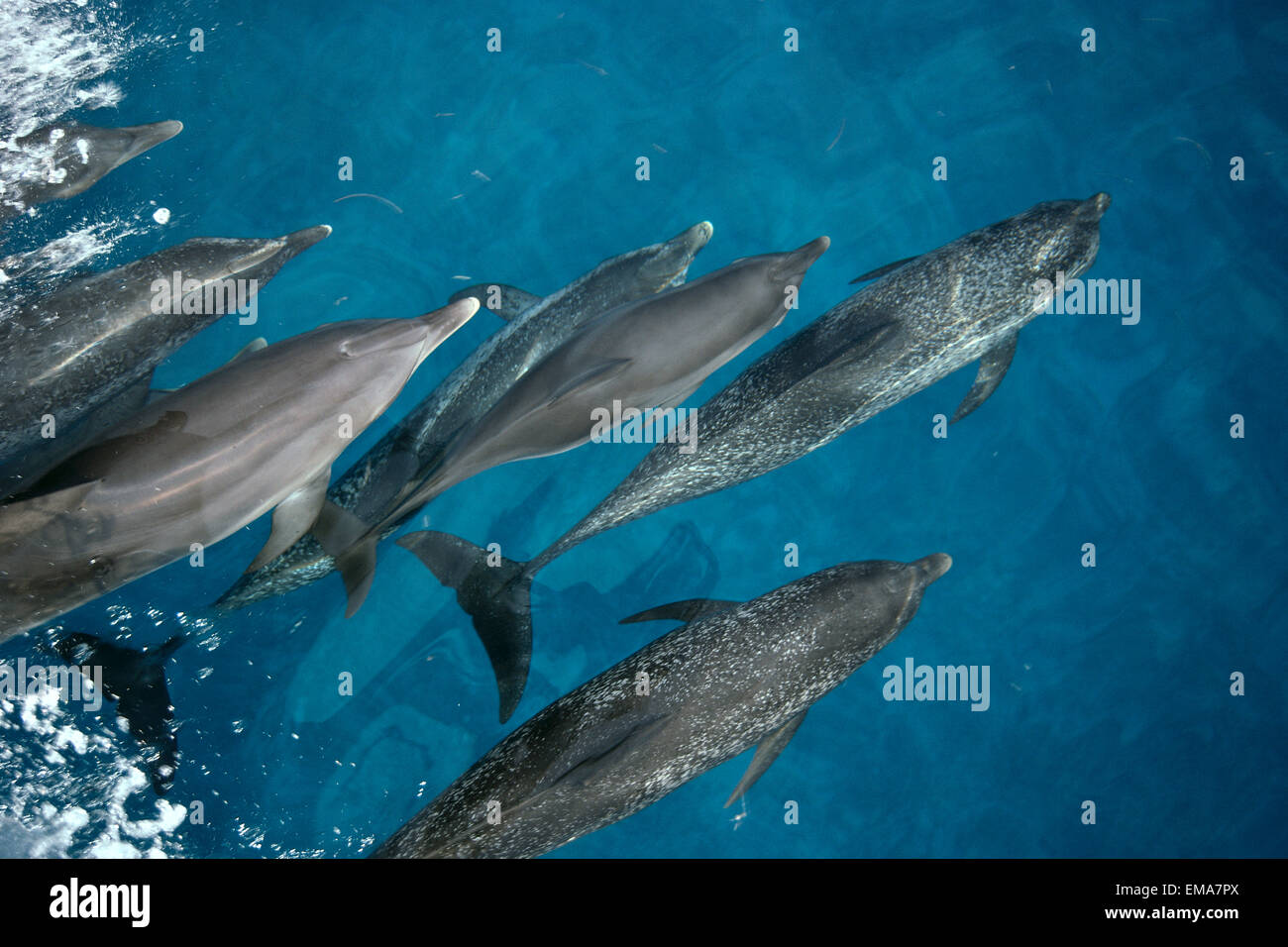 Caribbean, Little Bahama Bank, Atlantic Spotted Dolphins (Stenella) Pod ...