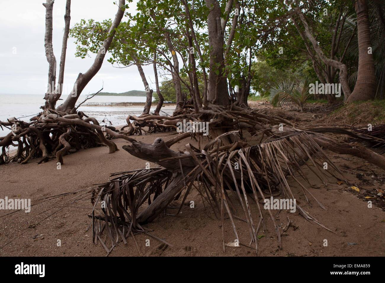 N.Caledonia, Siniking Islands, Drunk Trees Stock Photo - Alamy