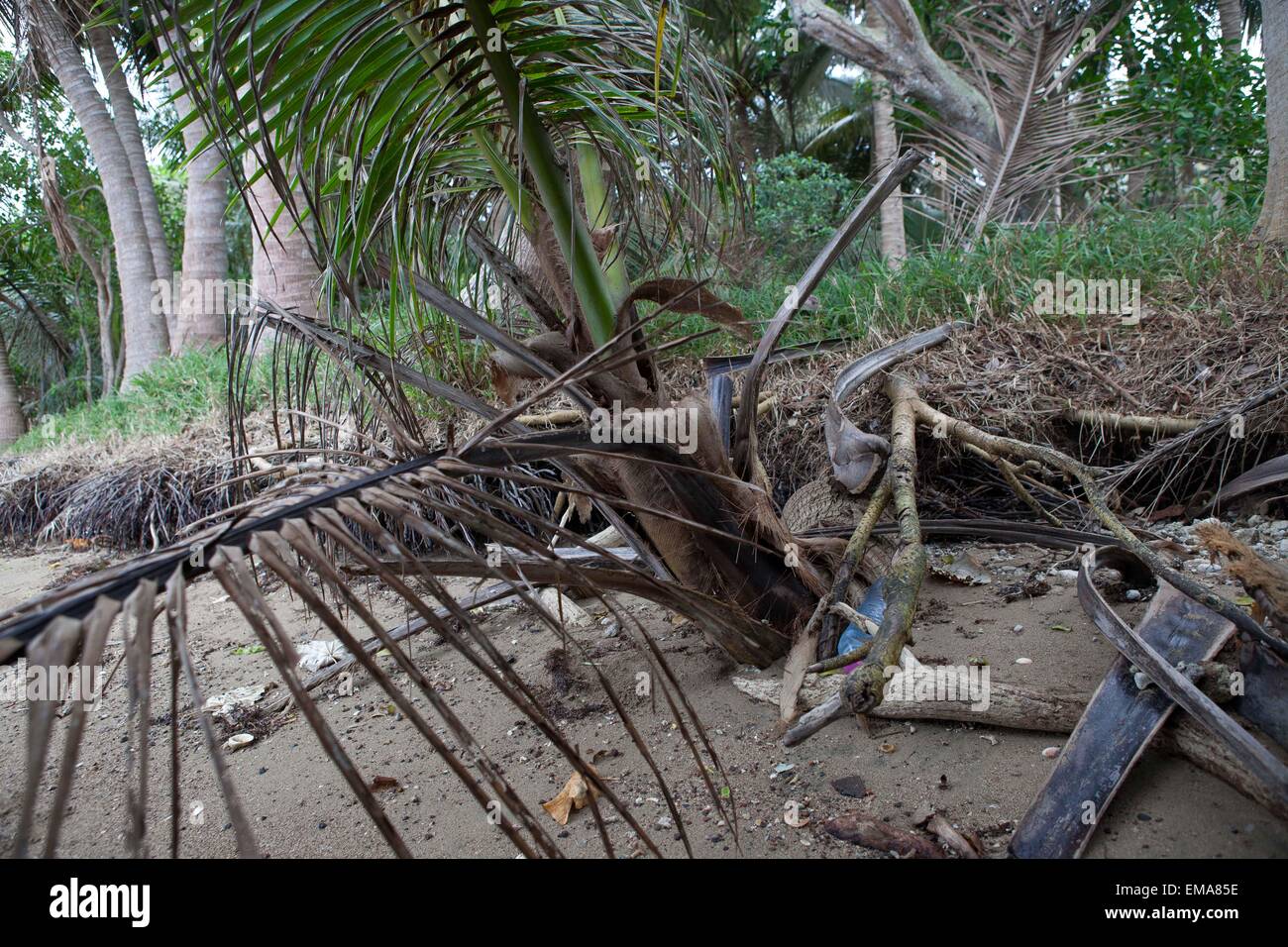 N.Caledonia, Siniking Islands, Drunk Trees Stock Photo - Alamy