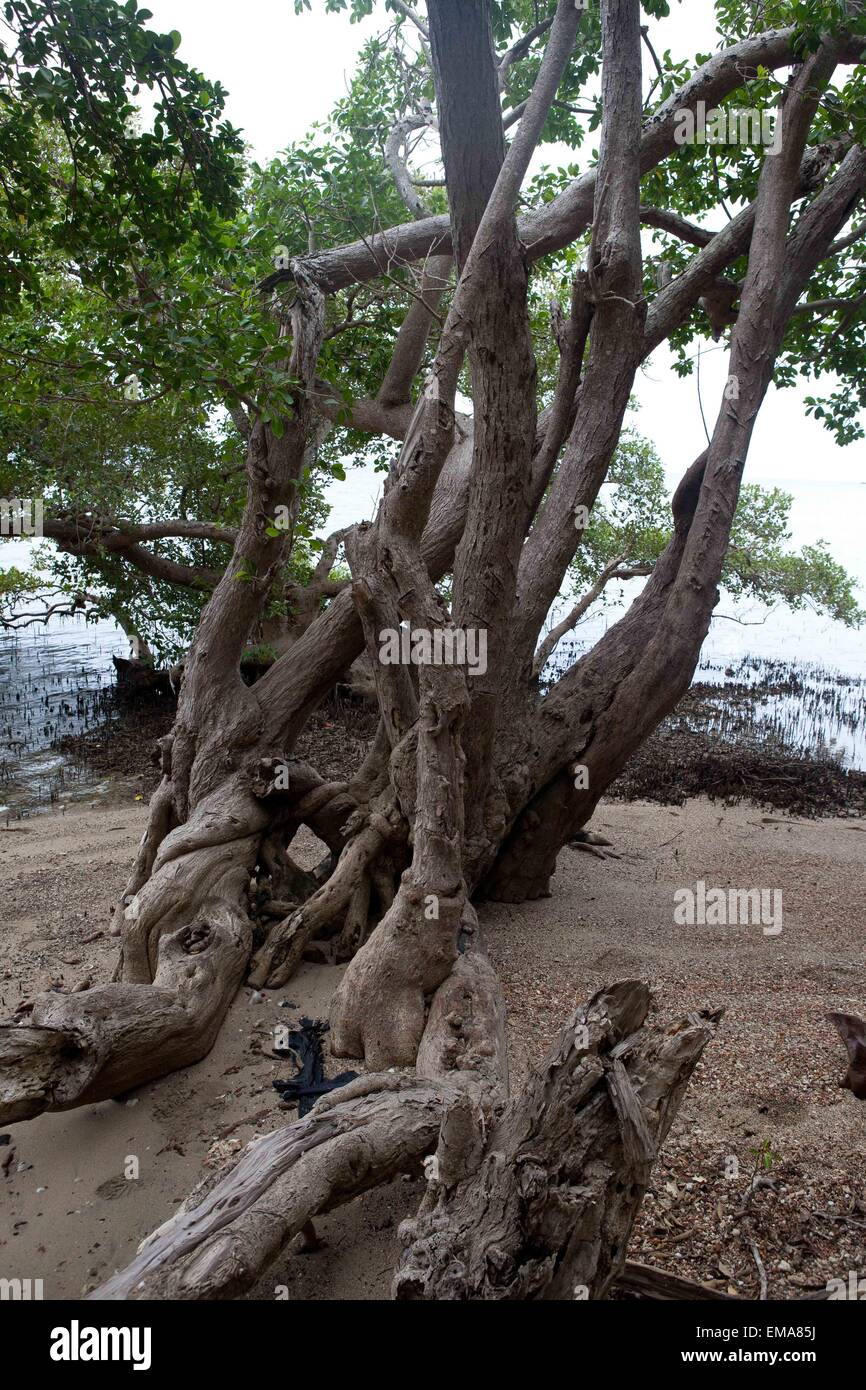 N.Caledonia, Siniking Islands, Drunk Trees Stock Photo - Alamy