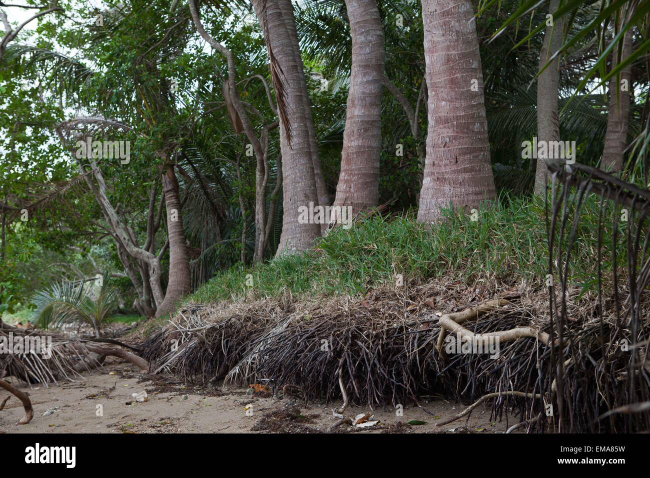N.Caledonia, Siniking Islands, Drunk Trees Stock Photo - Alamy