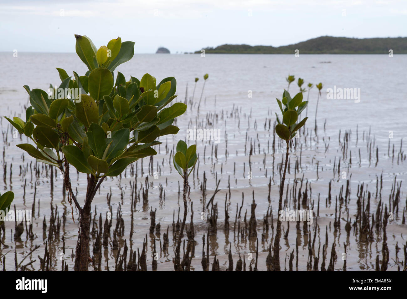 N.Caledonia, Siniking Islands, Drunk Trees Stock Photo - Alamy