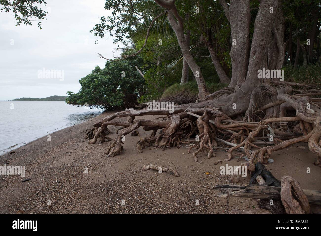N.Caledonia, Siniking Islands, Drunk Trees Stock Photo - Alamy
