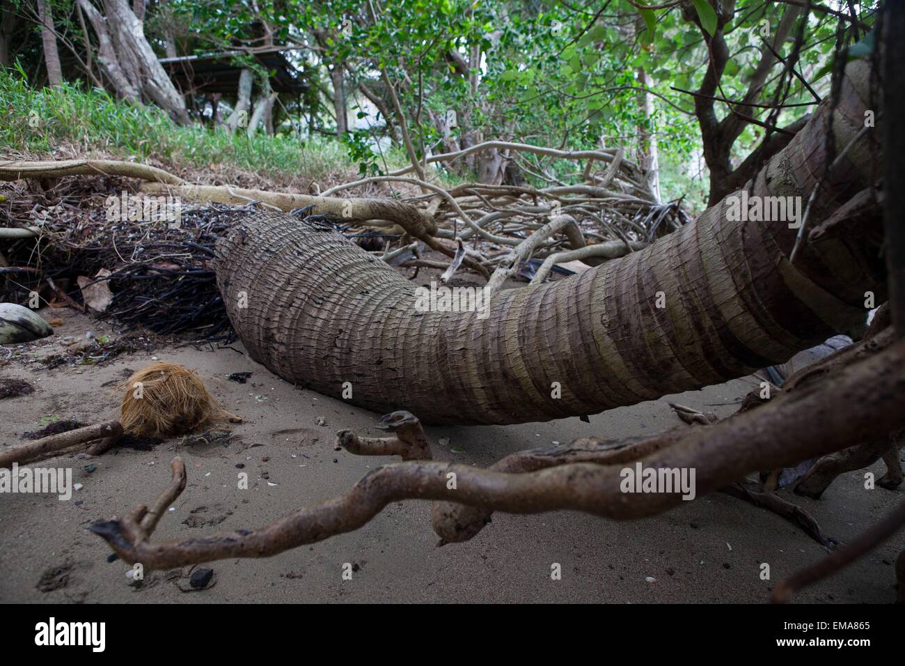 N.Caledonia, Siniking Islands, Drunk Trees Stock Photo - Alamy