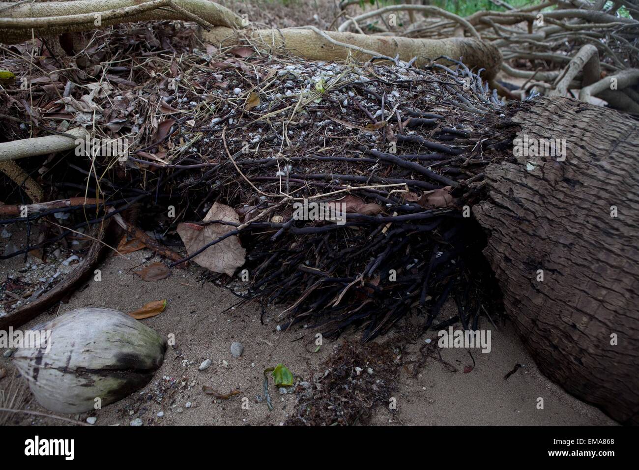 N.Caledonia, Siniking Islands, Drunk Trees Stock Photo - Alamy