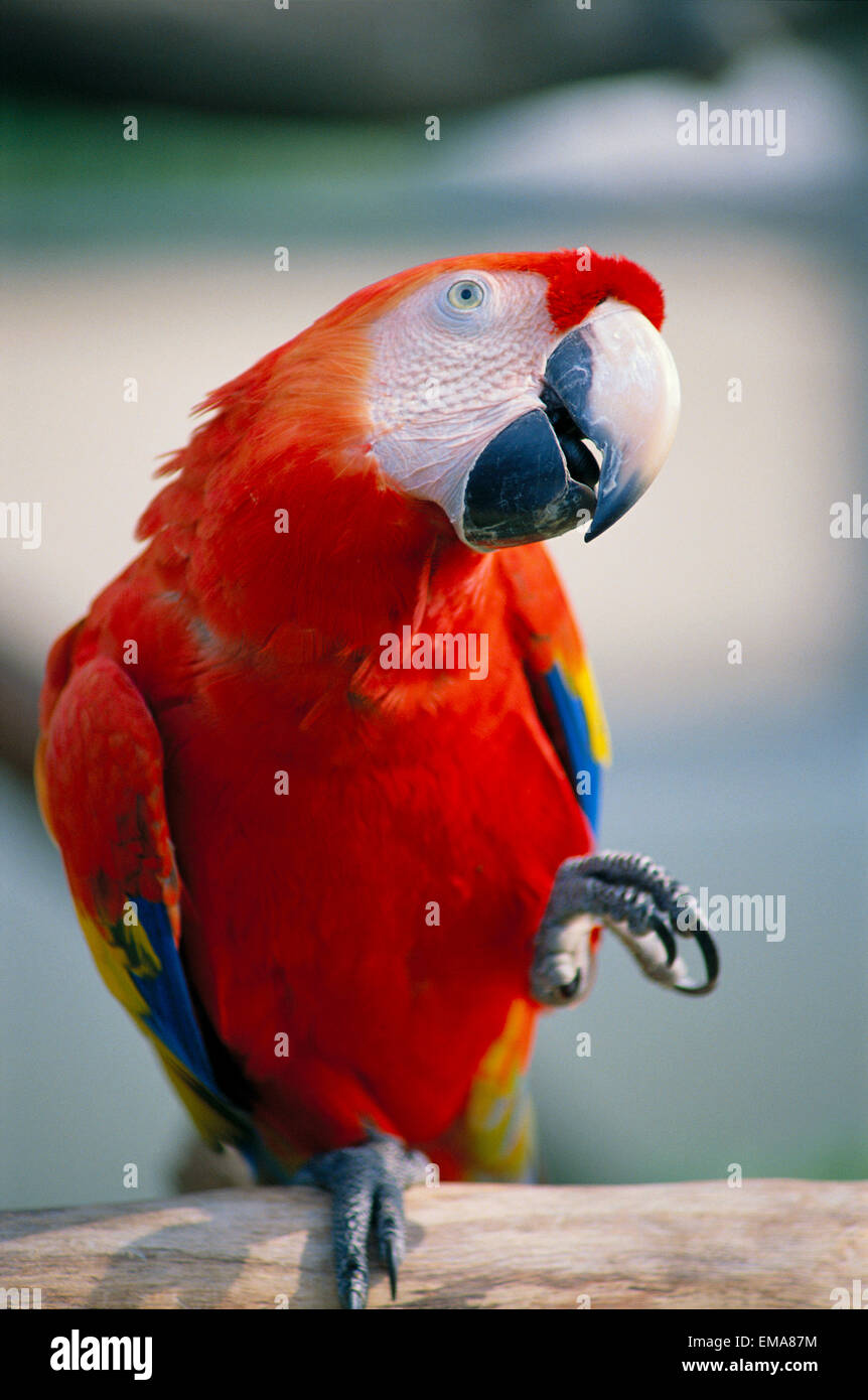 Parrot pics hi-res stock photography and images - Alamy