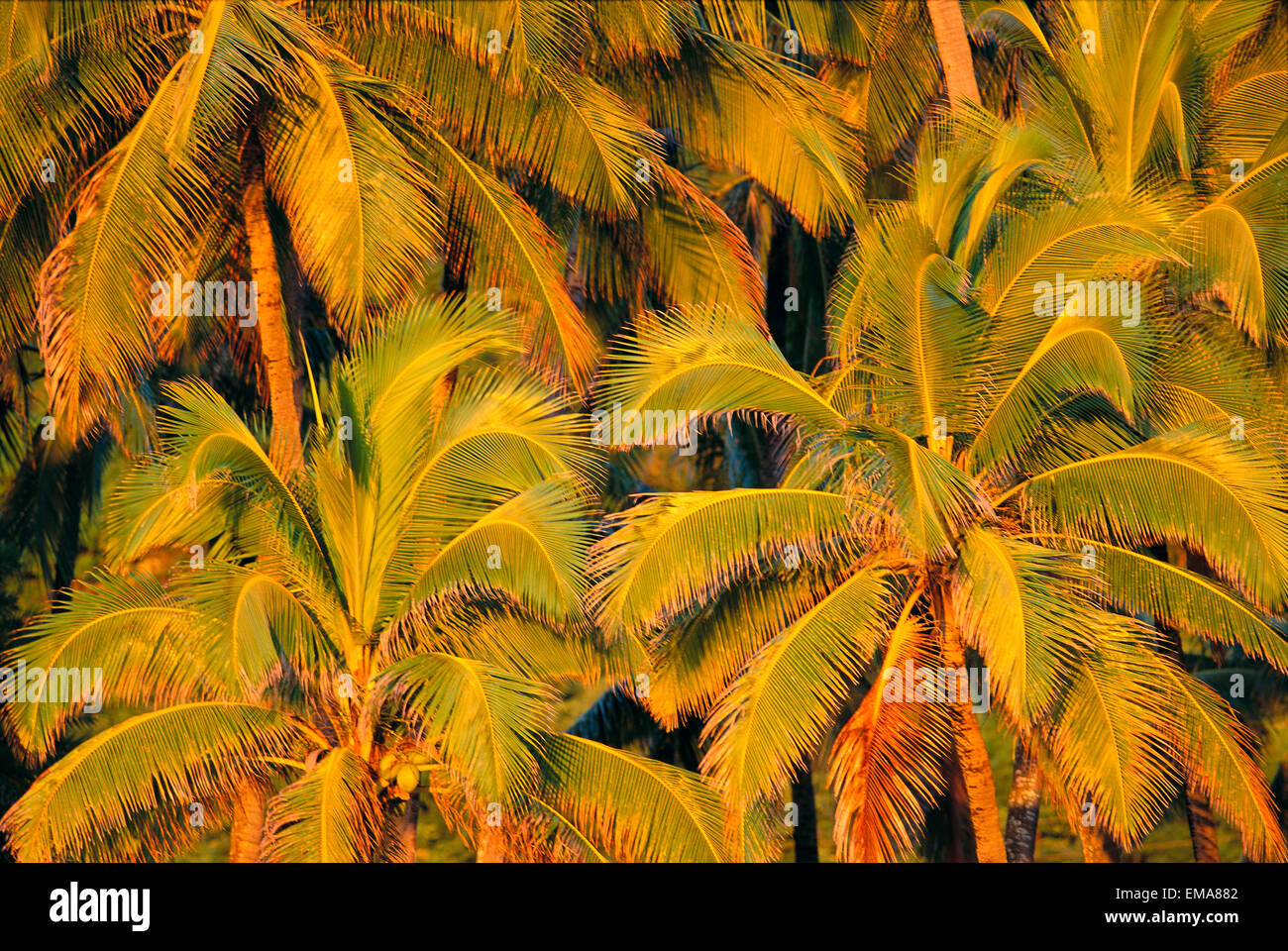 Tops Of Many Palm Trees In Golden Afternoon Lighting, Overlapping C1685 ...