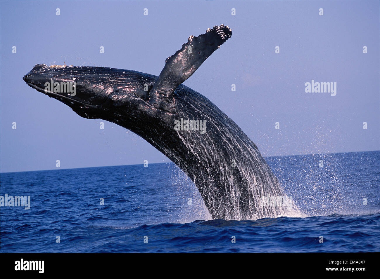 Side view large humpback whale hi-res stock photography and images - Alamy