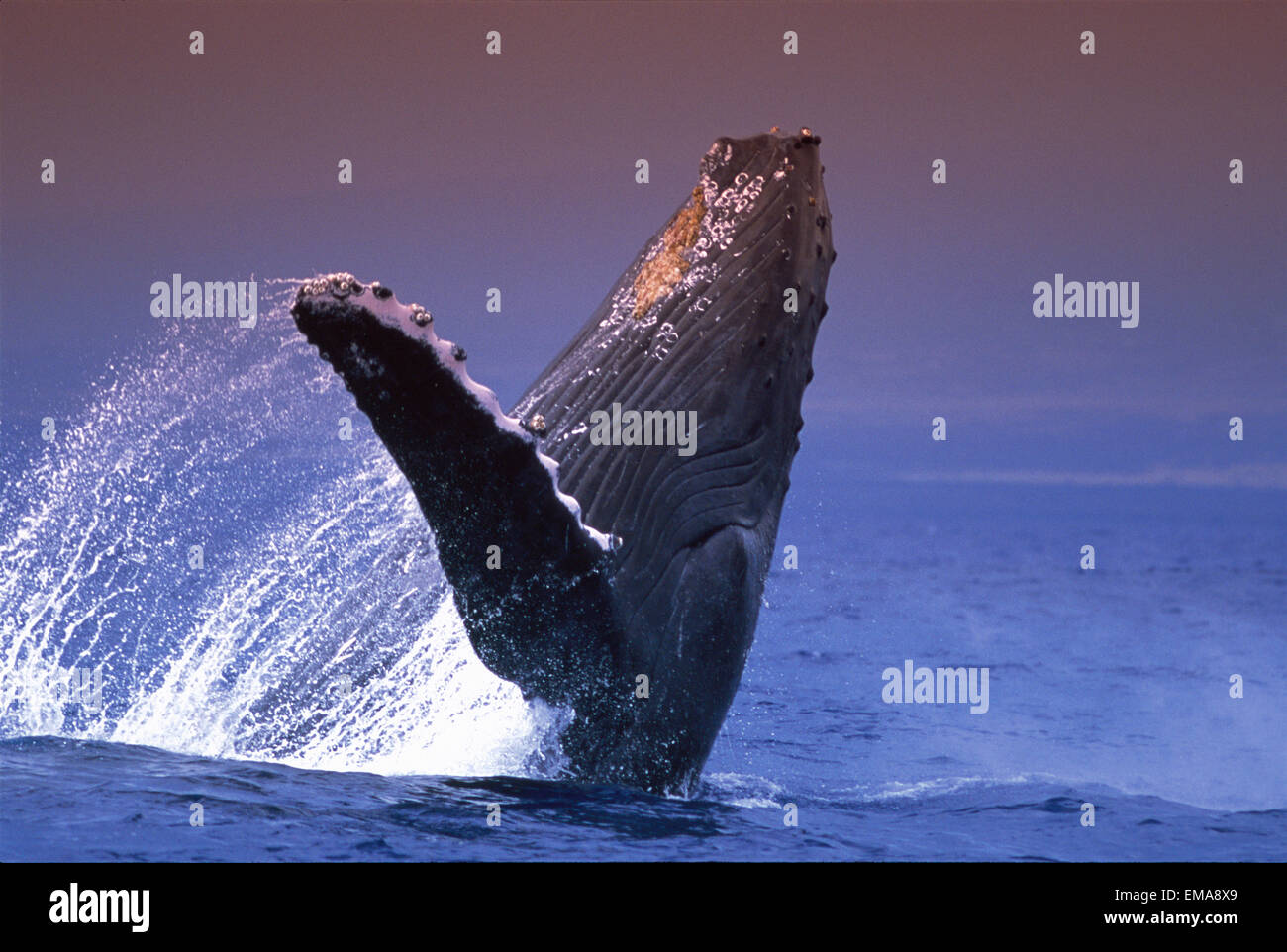 Hawaii, Side View Humpback Whale (Megaptera Novaeangliae) Breaching ...