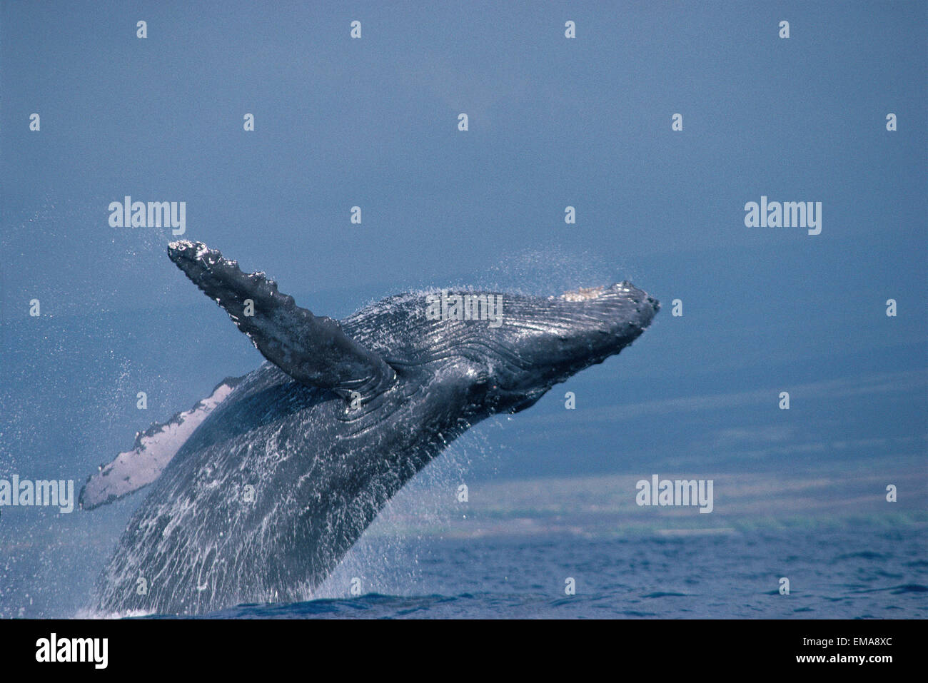 Side view large humpback whale hi-res stock photography and images - Alamy