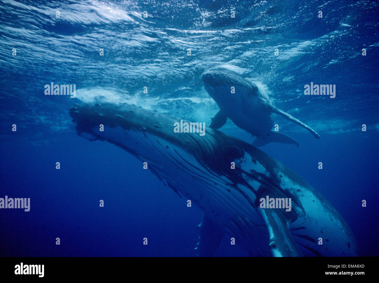 Side view large humpback whale hi-res stock photography and images - Alamy