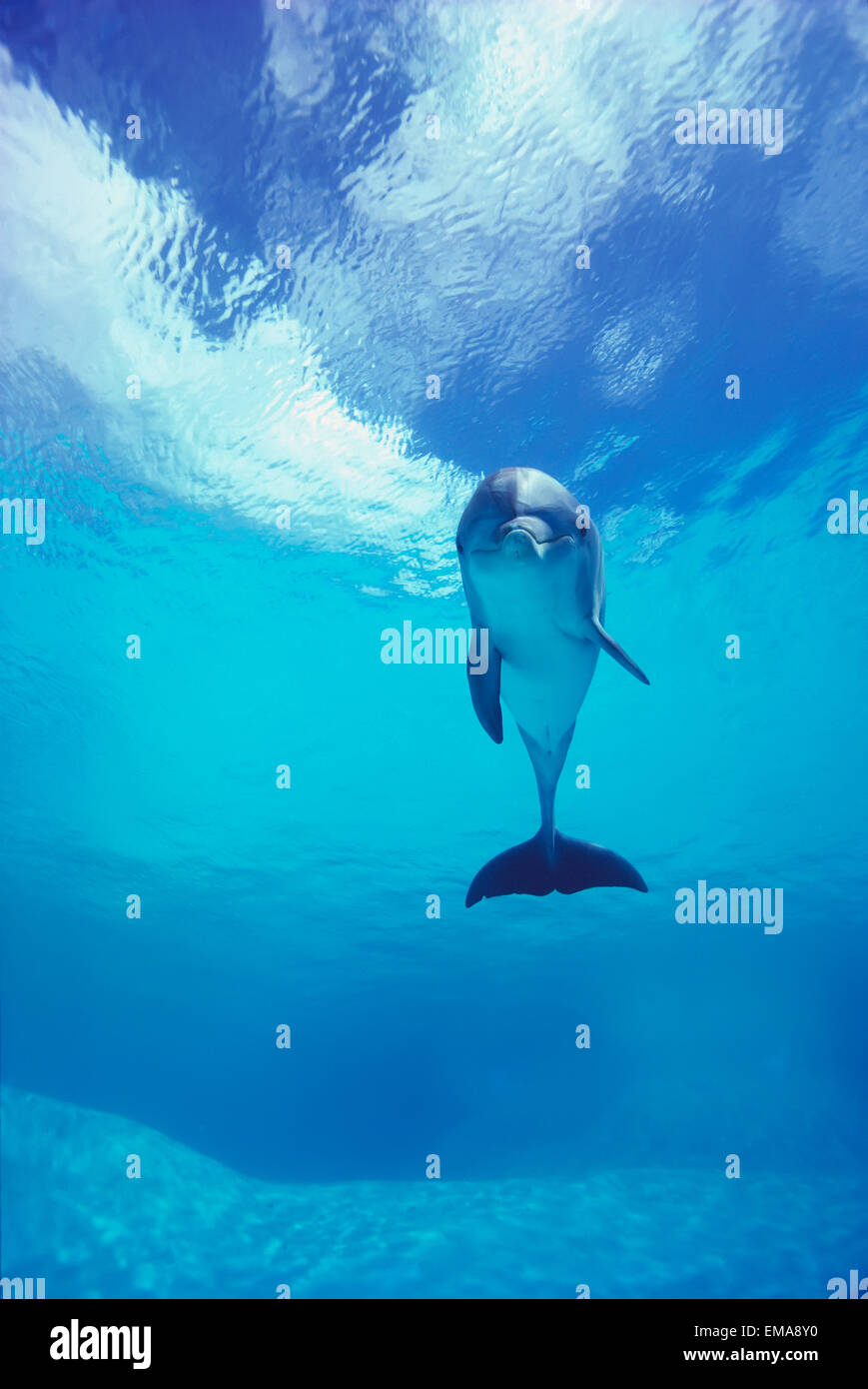 Bottlenose Dolphin (Tursiops Truncatus) Looking At Camera Front View ...