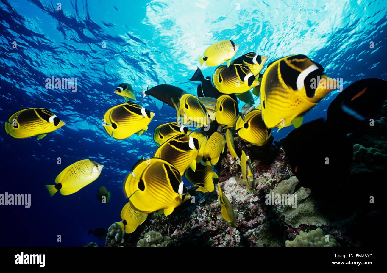 Hawaii, Maui, Molokini Crater, School Raccoon Butterflyfish Over Reef ...
