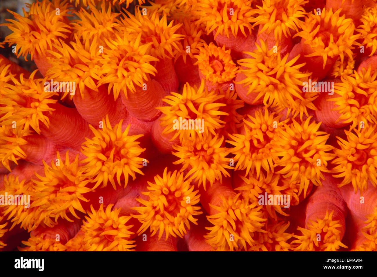 Indonesia, Close-Up Top View Of Orange Tube Coral (Tubastraea Sp Stock ...