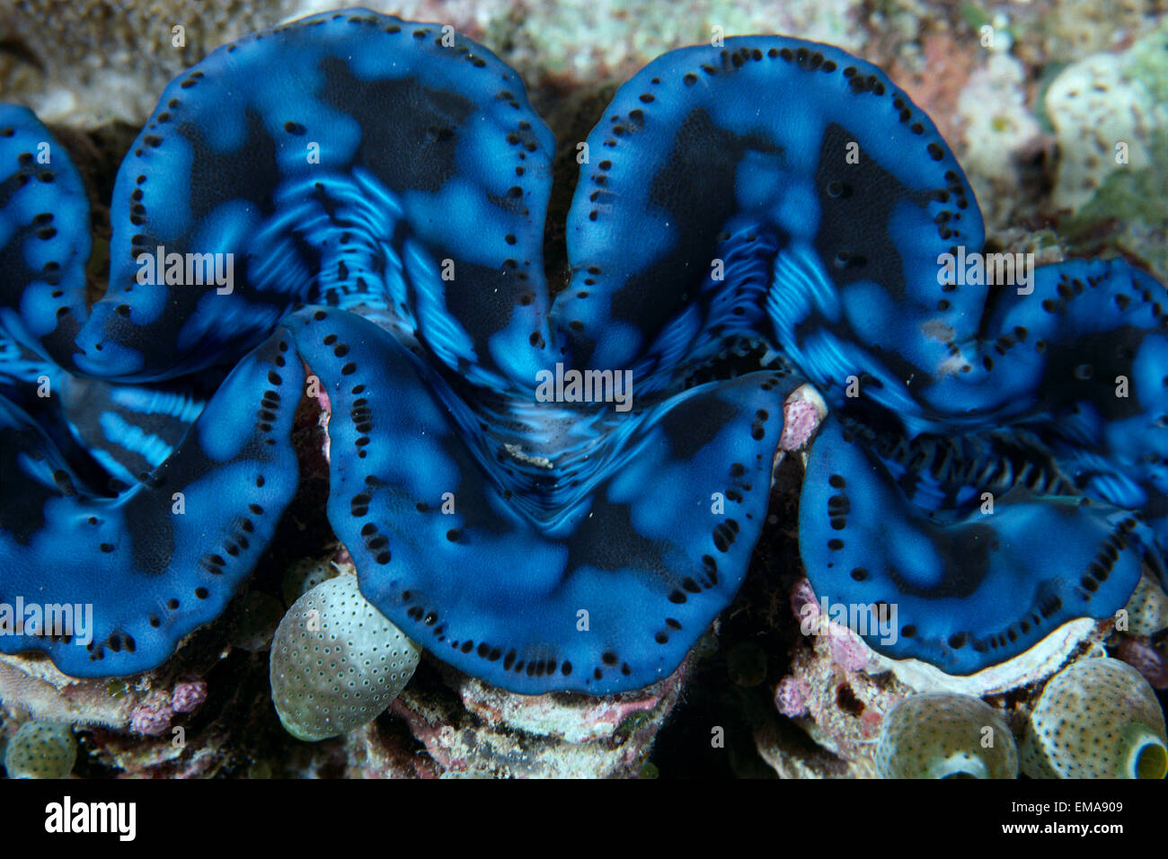 Palau, Fluted Giant Clam (Tridacna Sp?) Tunicates, Close-Up Stock Photo ...