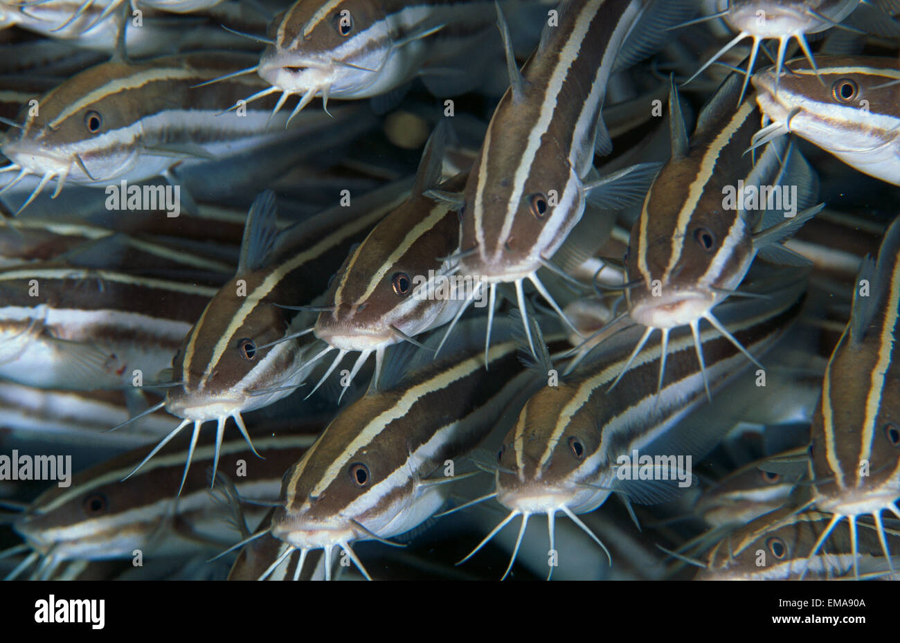 Borneo, Close-Up Of Schooling Eel Striped Catfish (Plotosus Lineatus ...