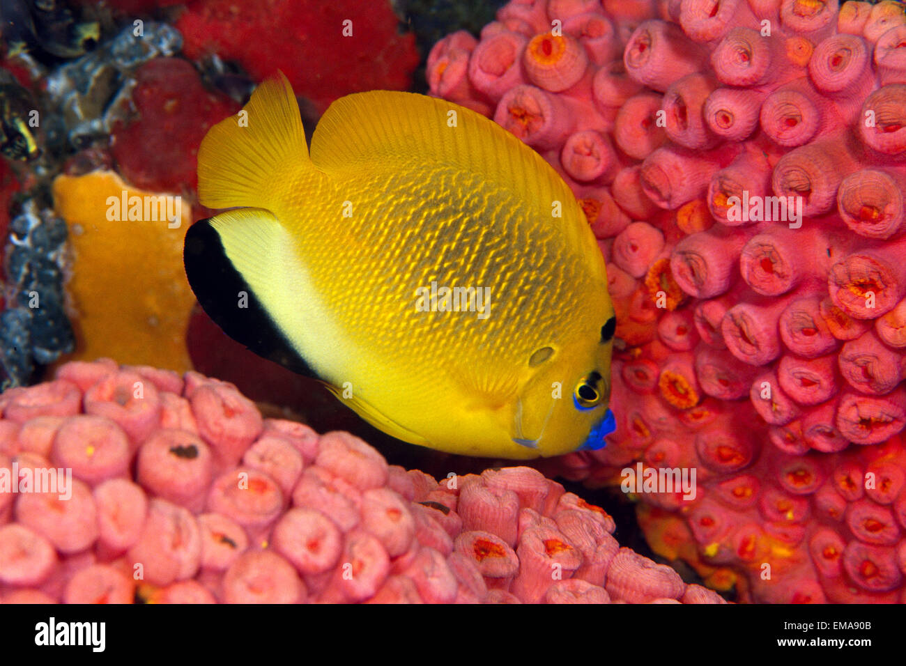 Indonesia, Three-Spot Angelfish, Bright Orange Sponge, Side View Stock ...