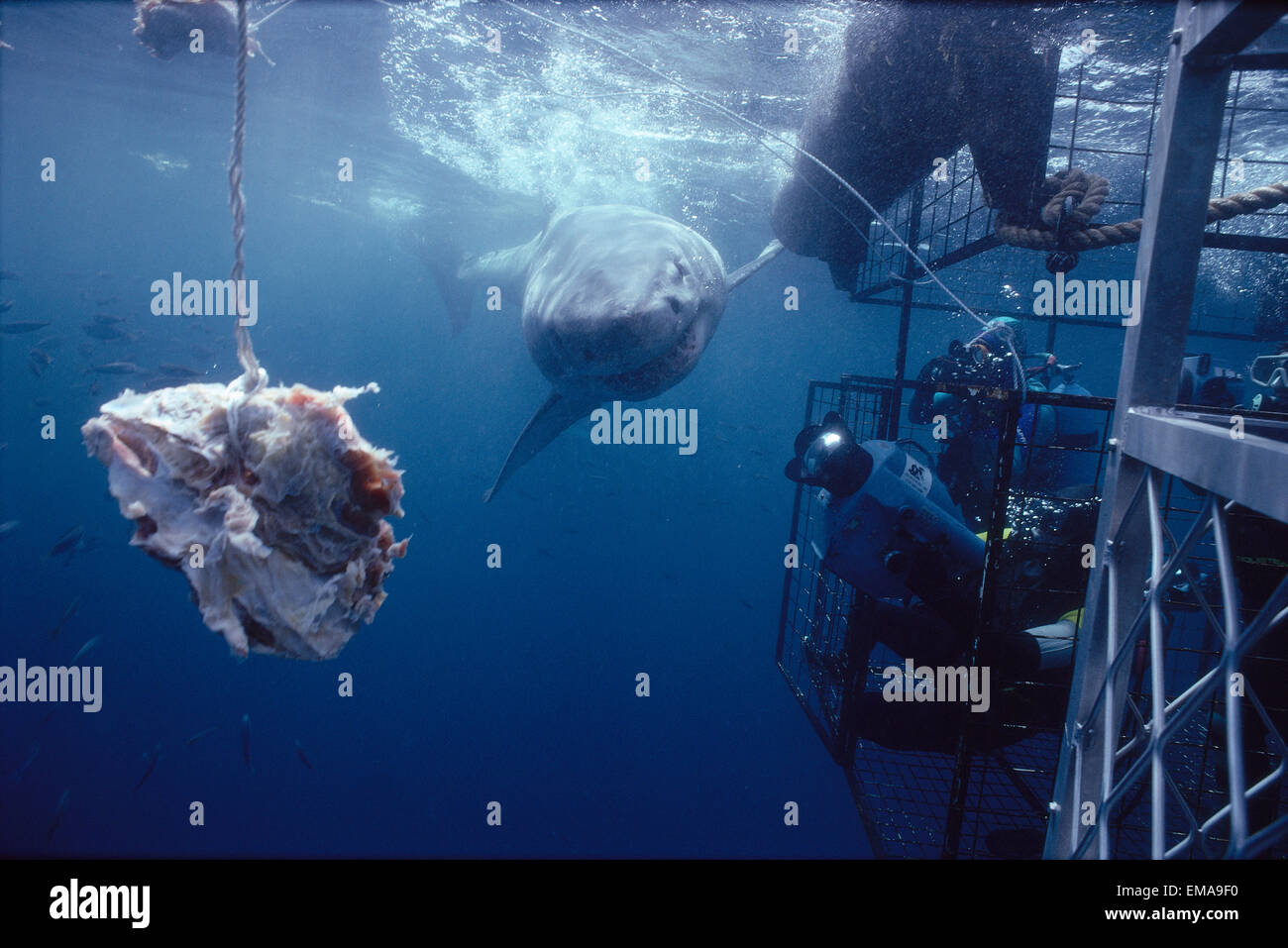 Mexico, Whale Shark, Close-Up Front Angled View, Near Surface ...