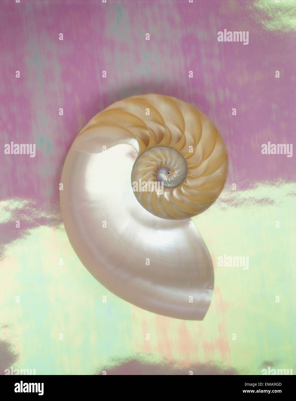 Pearl Nautilus Shell Show Chambers On Pearly Dewy Background Stock ...