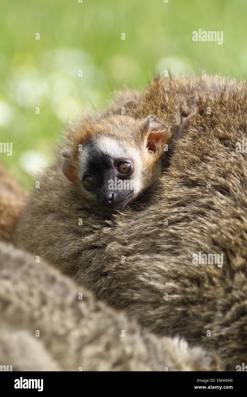 Baby red fronted lemur hi-res stock photography and images - Alamy