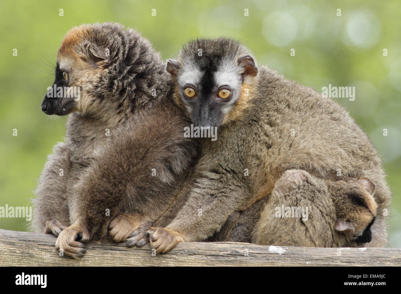 Red Fronted Lemur Stock Photo - Alamy
