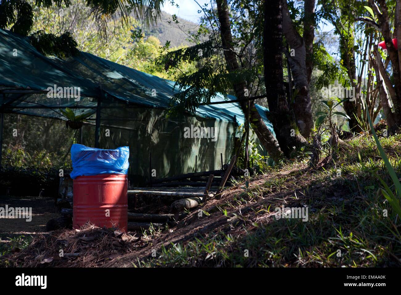 New Caledonia, autosufficient Goopa Gohapin North Tribe, in Poya, woman ...