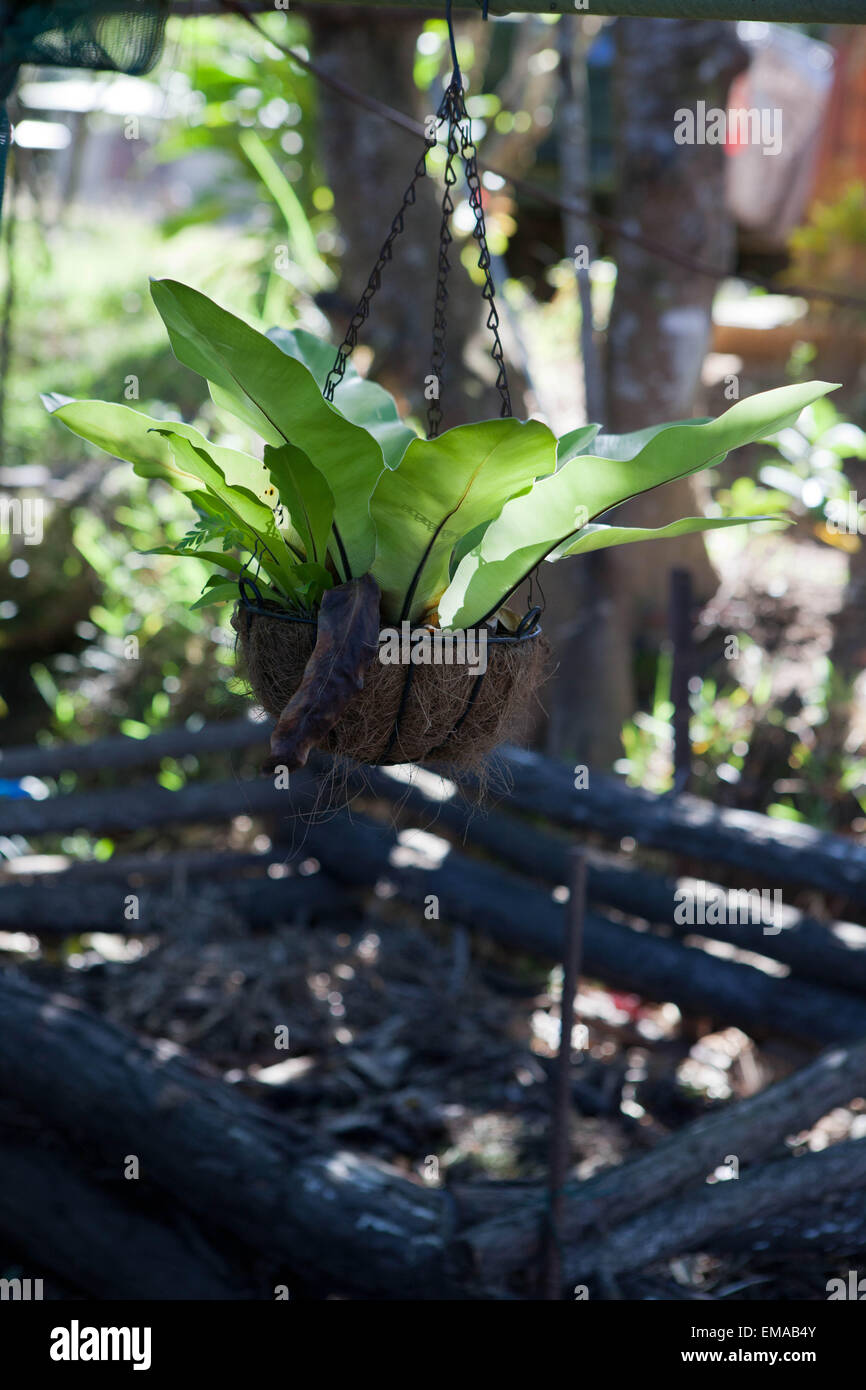 New Caledonia, autosufficient Goopa Gohapin North Tribe, in Poya, woman ...