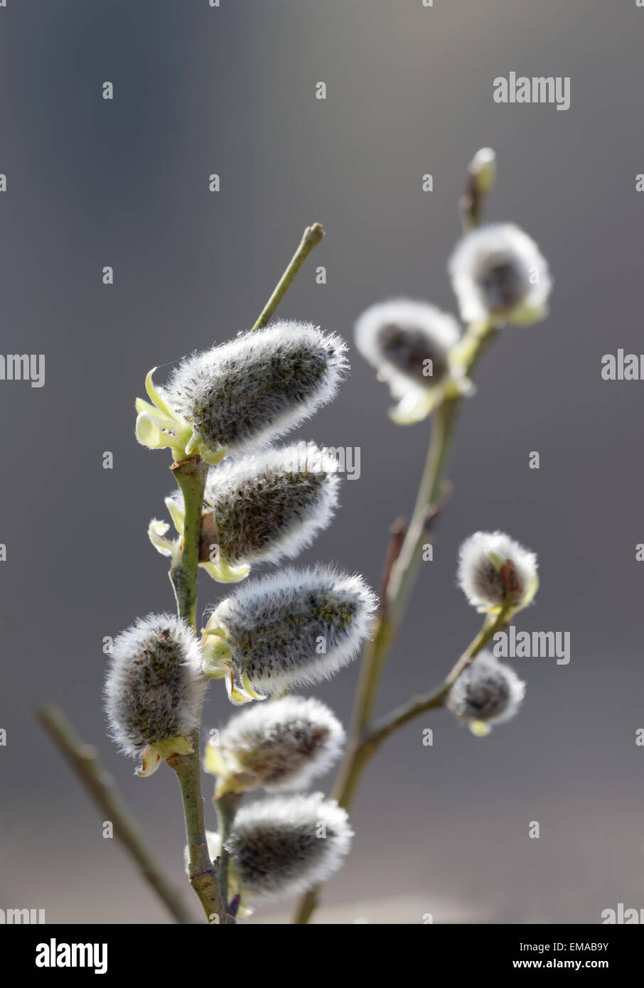 Branch of willow (latin: Salix) in the spring close up Stock Photo - Alamy