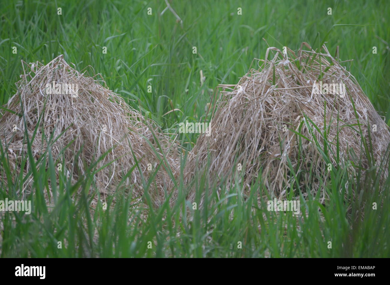 Hay piles hi-res stock photography and images - Alamy