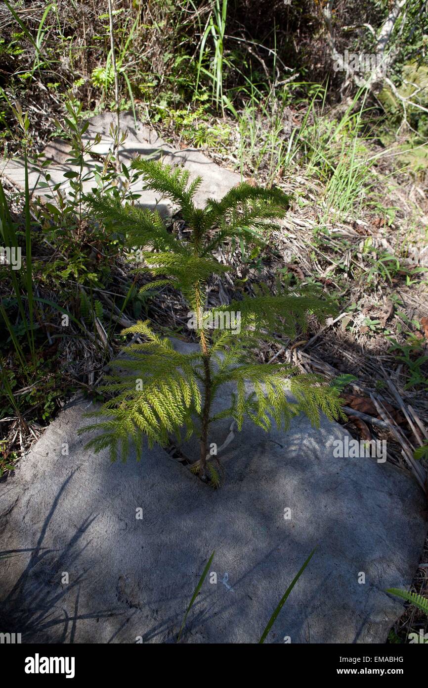 New Caledonia, autosufficient Goopa Gohapin North Tribe, in Poya Stock ...