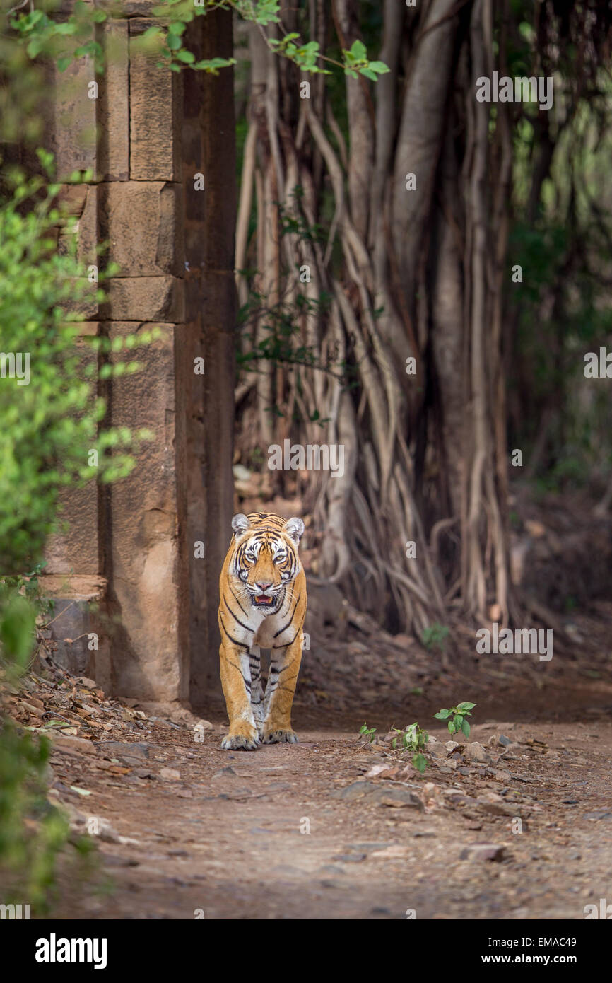 Bengal Tigress walking through an ancient gate which is surrounded with ...