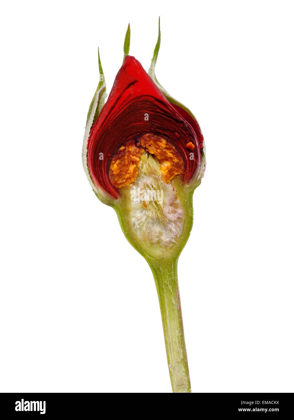 section red rose on white background Stock Photo - Alamy