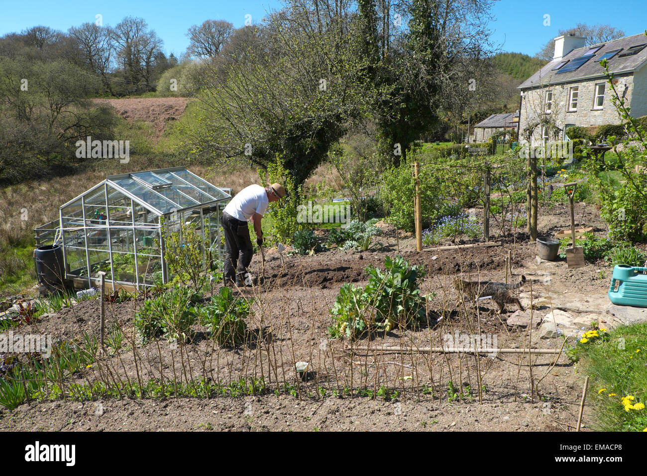 A gardener planting early chitted seed potatoes in his garden on a ...