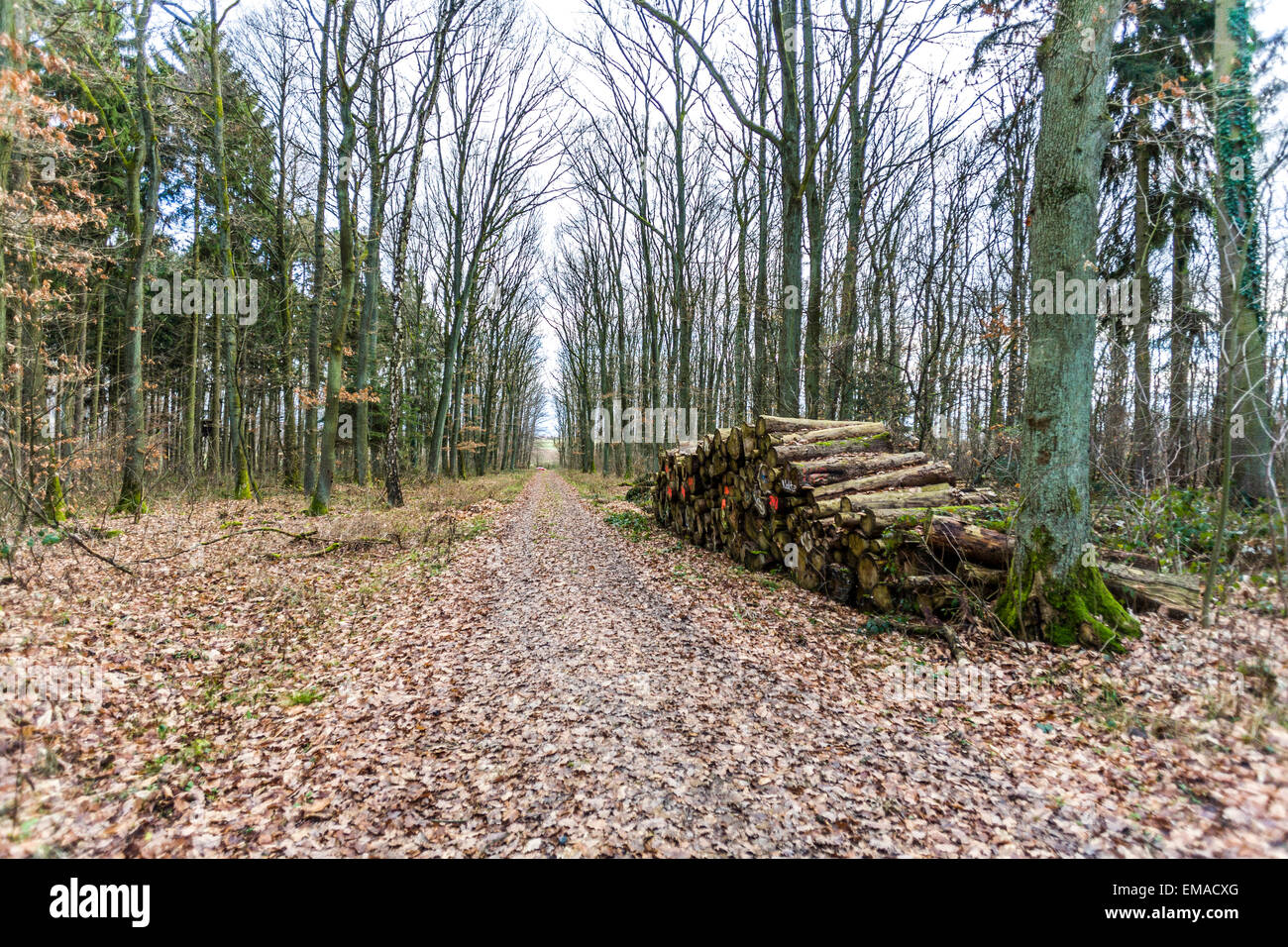 Forest road construction hi-res stock photography and images - Alamy