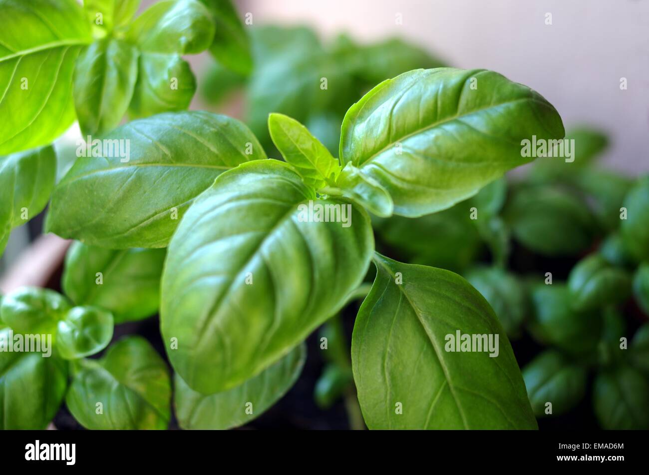 Basil spice hi-res stock photography and images - Alamy