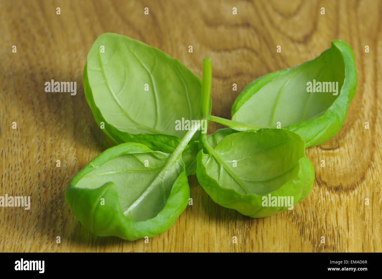 Basil fresh leaves stem herb hi-res stock photography and images - Alamy