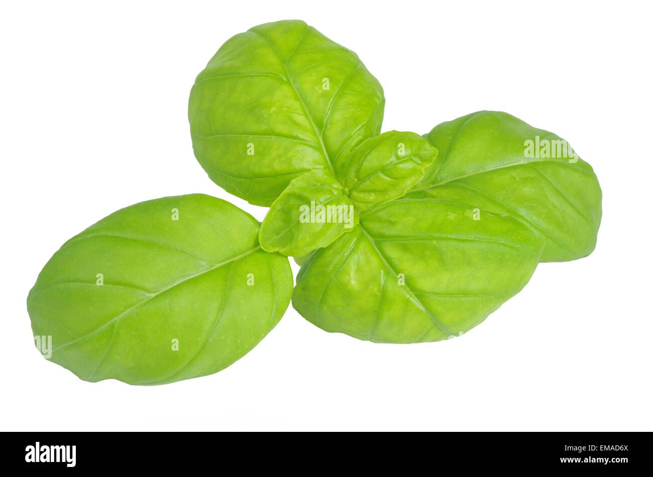 Green fresh basil herb Cut Out Stock Images & Pictures - Alamy