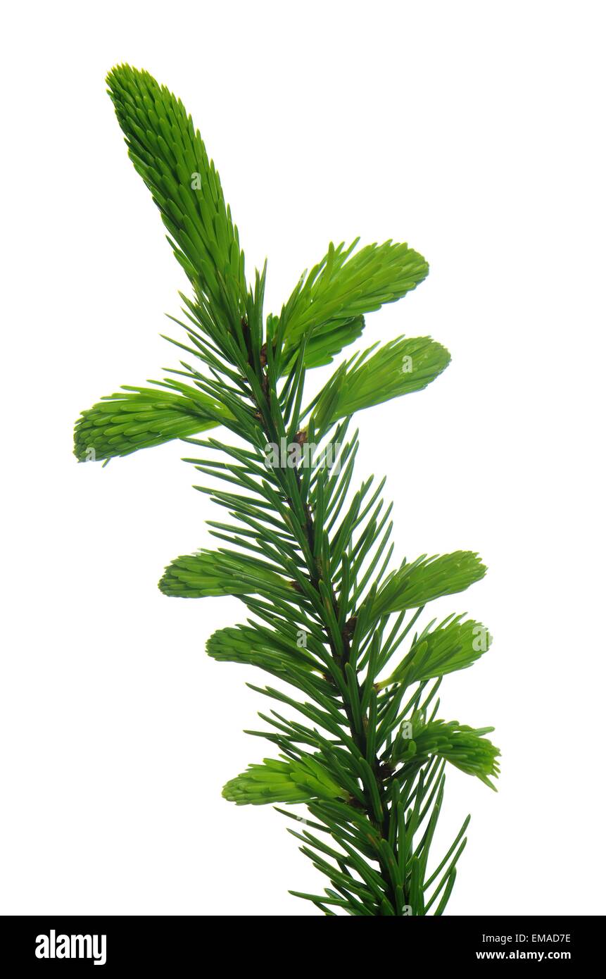 spruce twig isolated on white background Stock Photo - Alamy