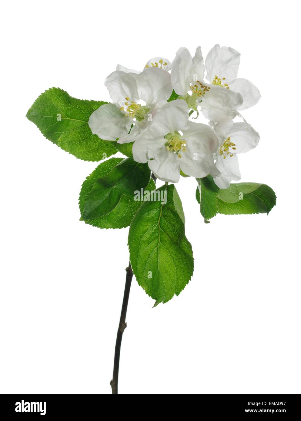 apple flowers and leaf on white background Stock Photo - Alamy