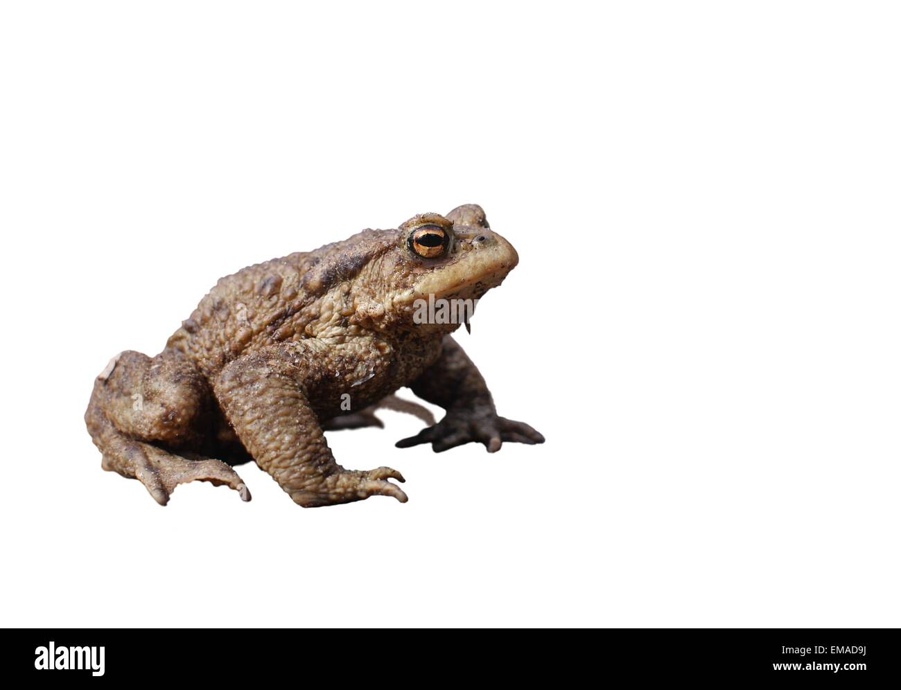 sitting brown toad on white background Stock Photo - Alamy