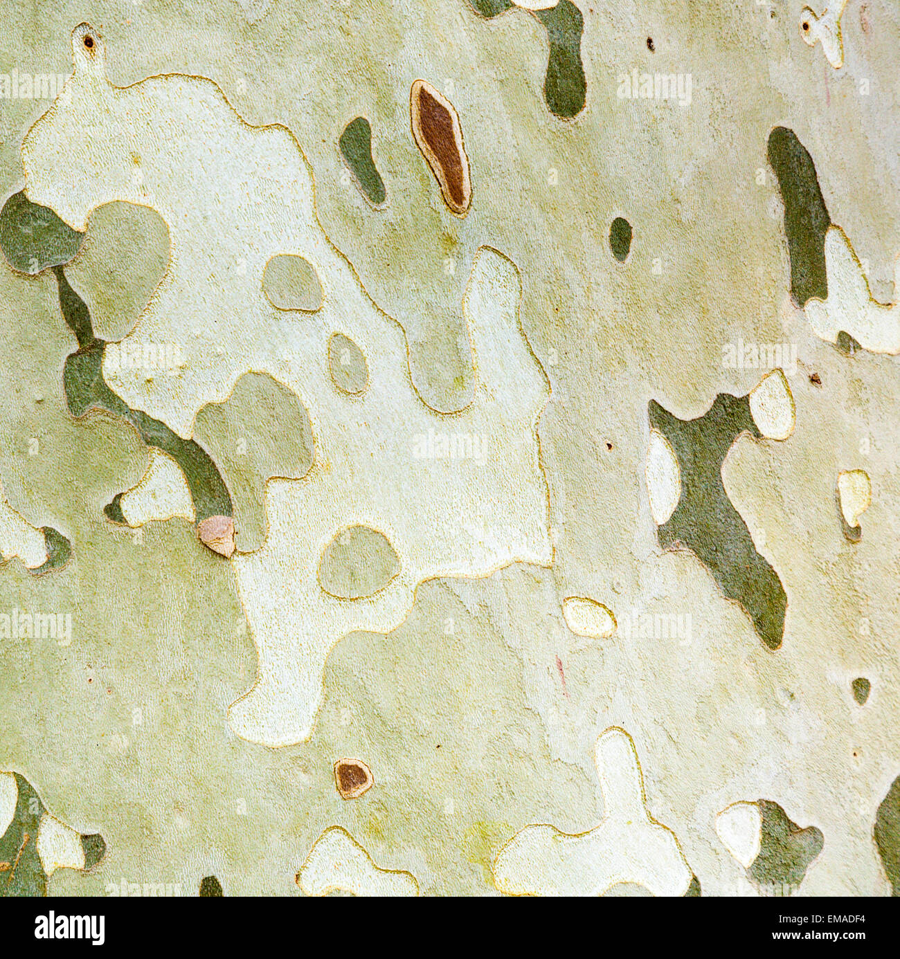 Buttonwood tree hi-res stock photography and images - Alamy