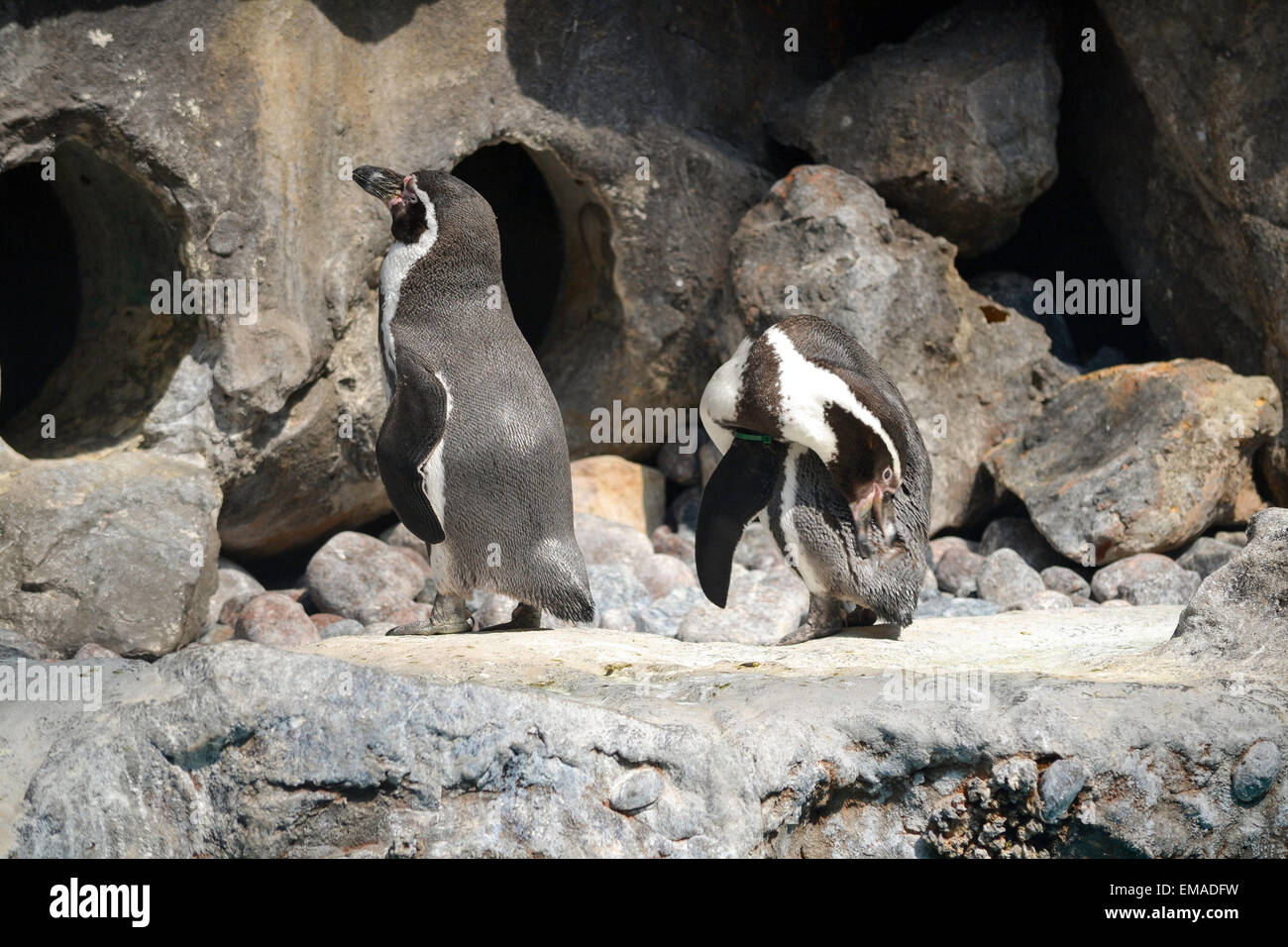 Penguins standing around in front of their home Stock Photo - Alamy