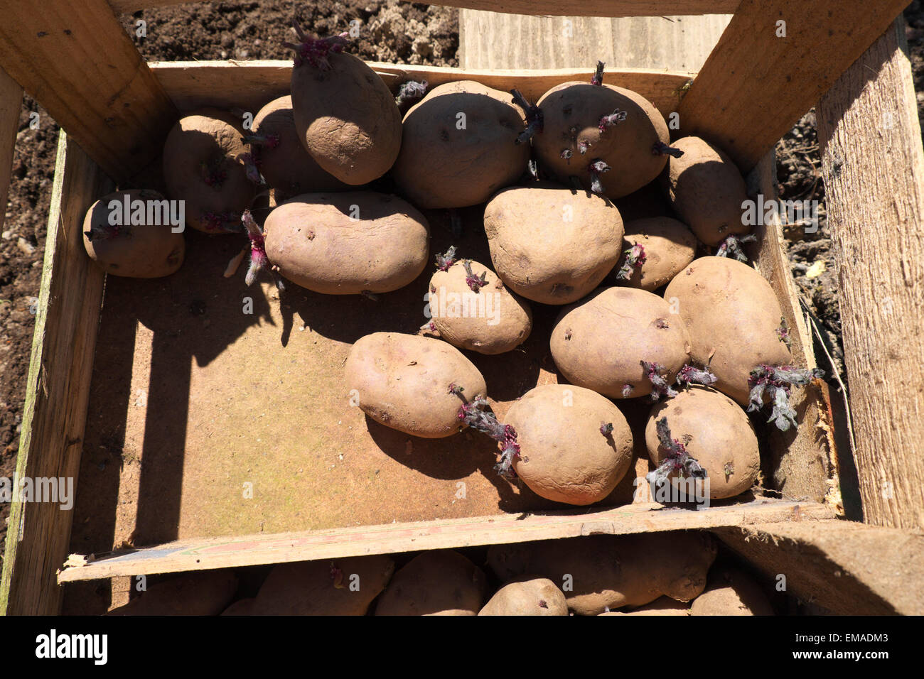 Early Duke of York chitted seed potatoes in wooden crate to plant for ...